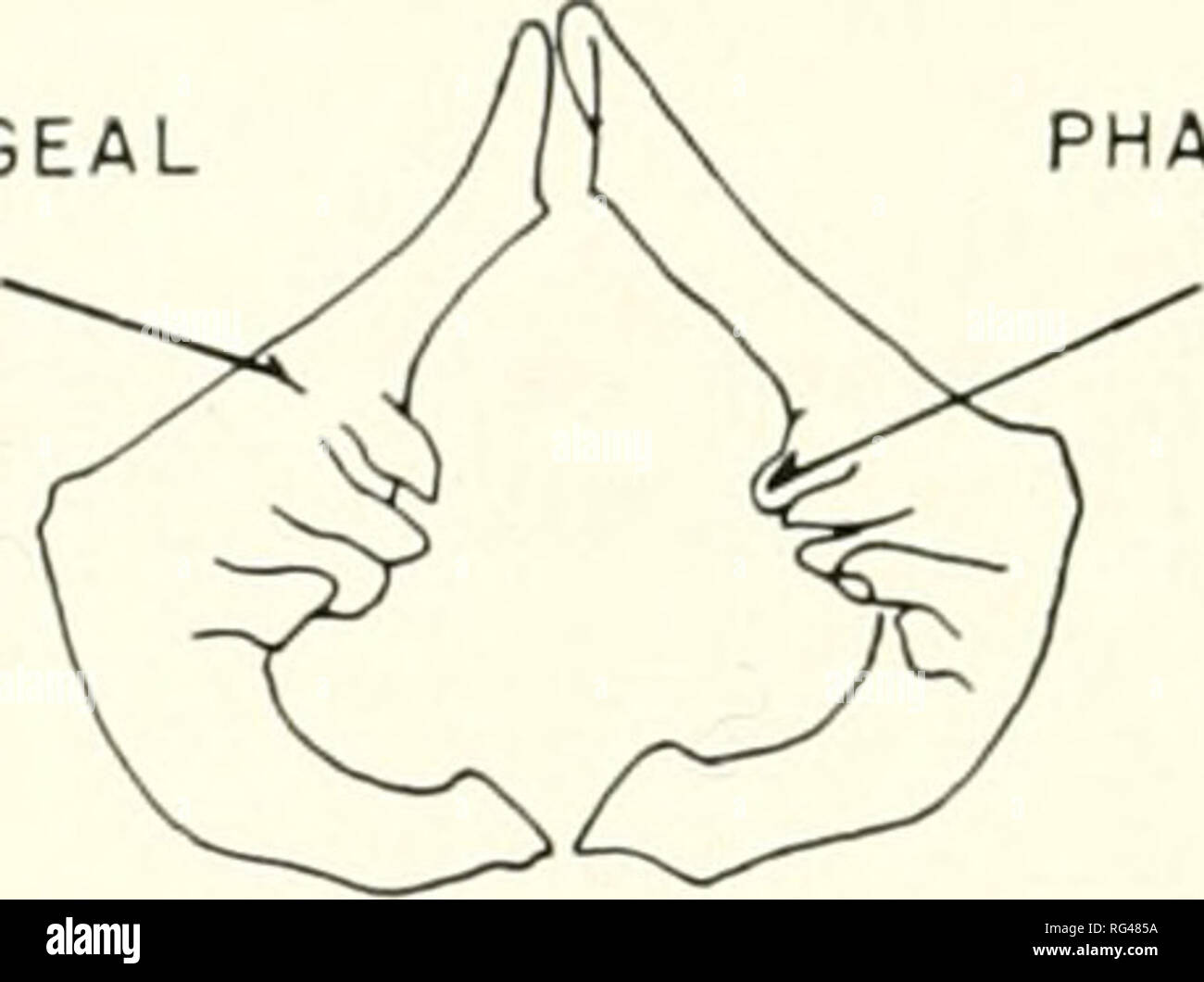 Fish bone diagram hi-res stock photography and images - Alamy