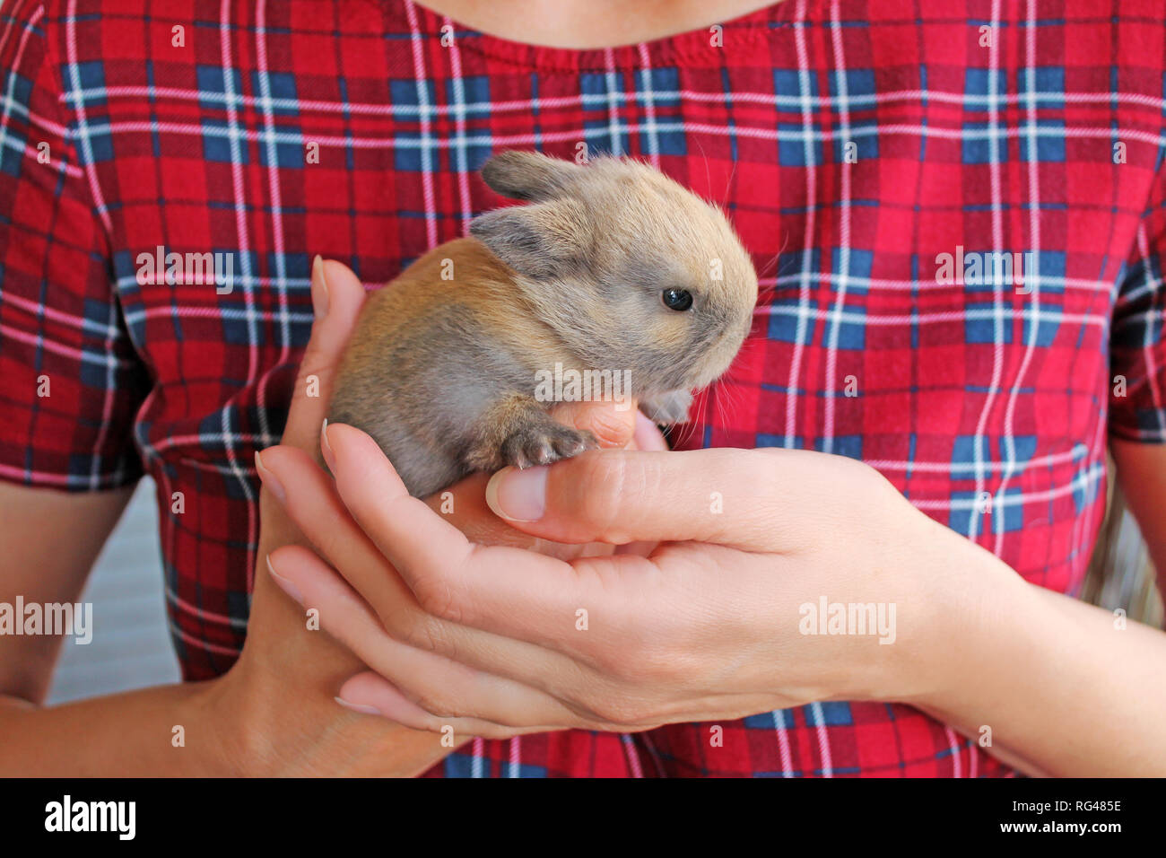 Woman hugs little rabbit pet in hands Stock Photo - Alamy