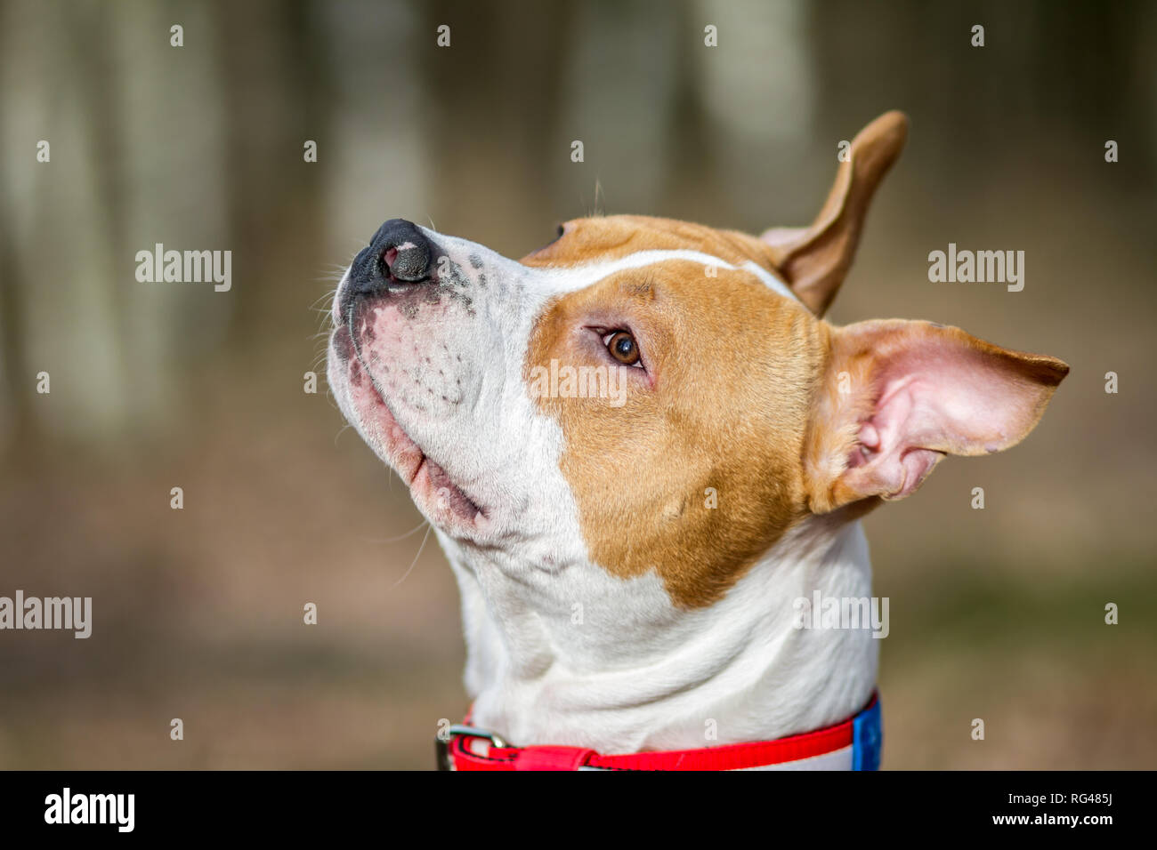 American staffordshire terrier head hi-res stock photography and images ...