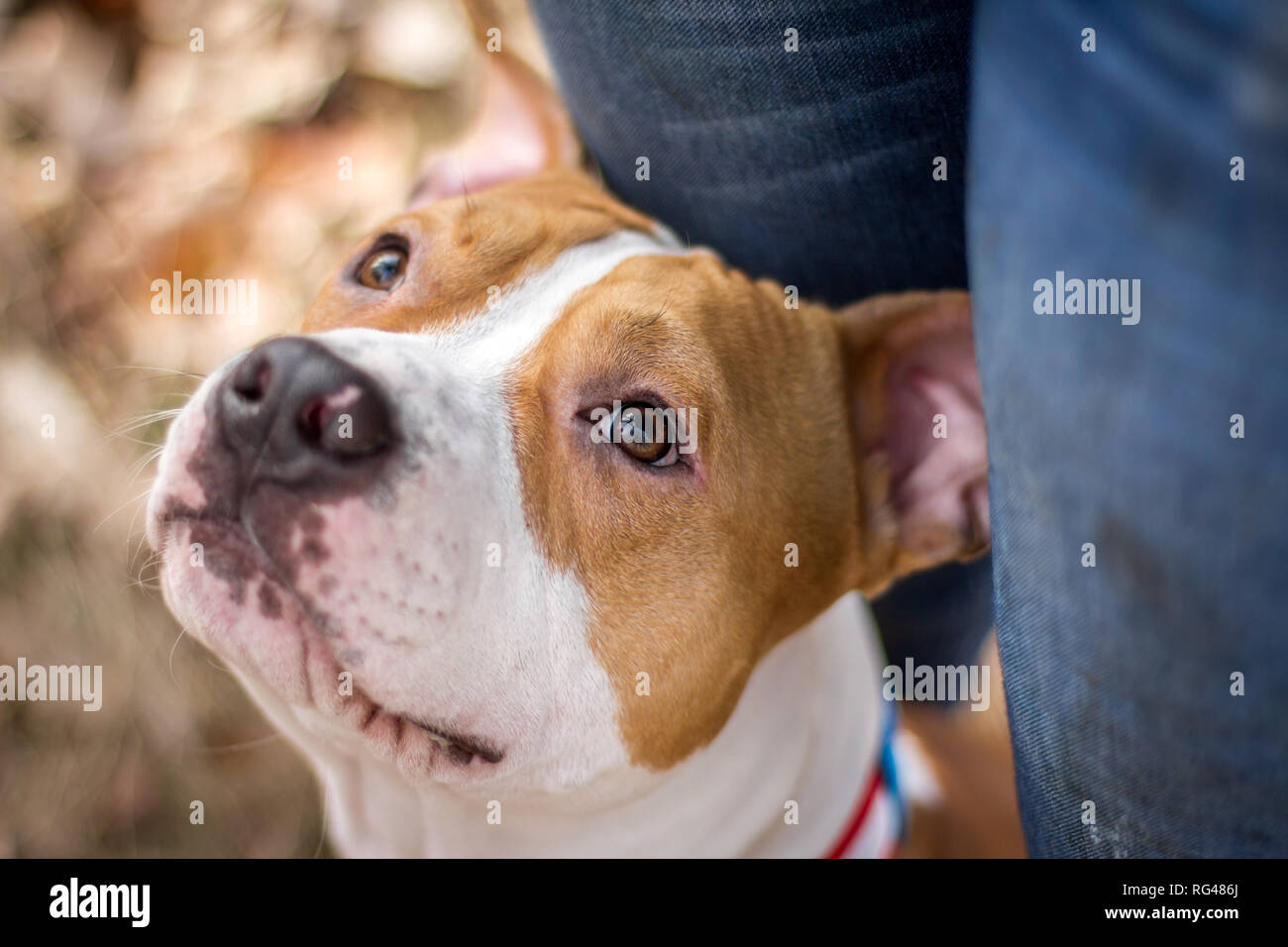 Young male American Staffordshire Terrier head portrait Stock Photo - Alamy