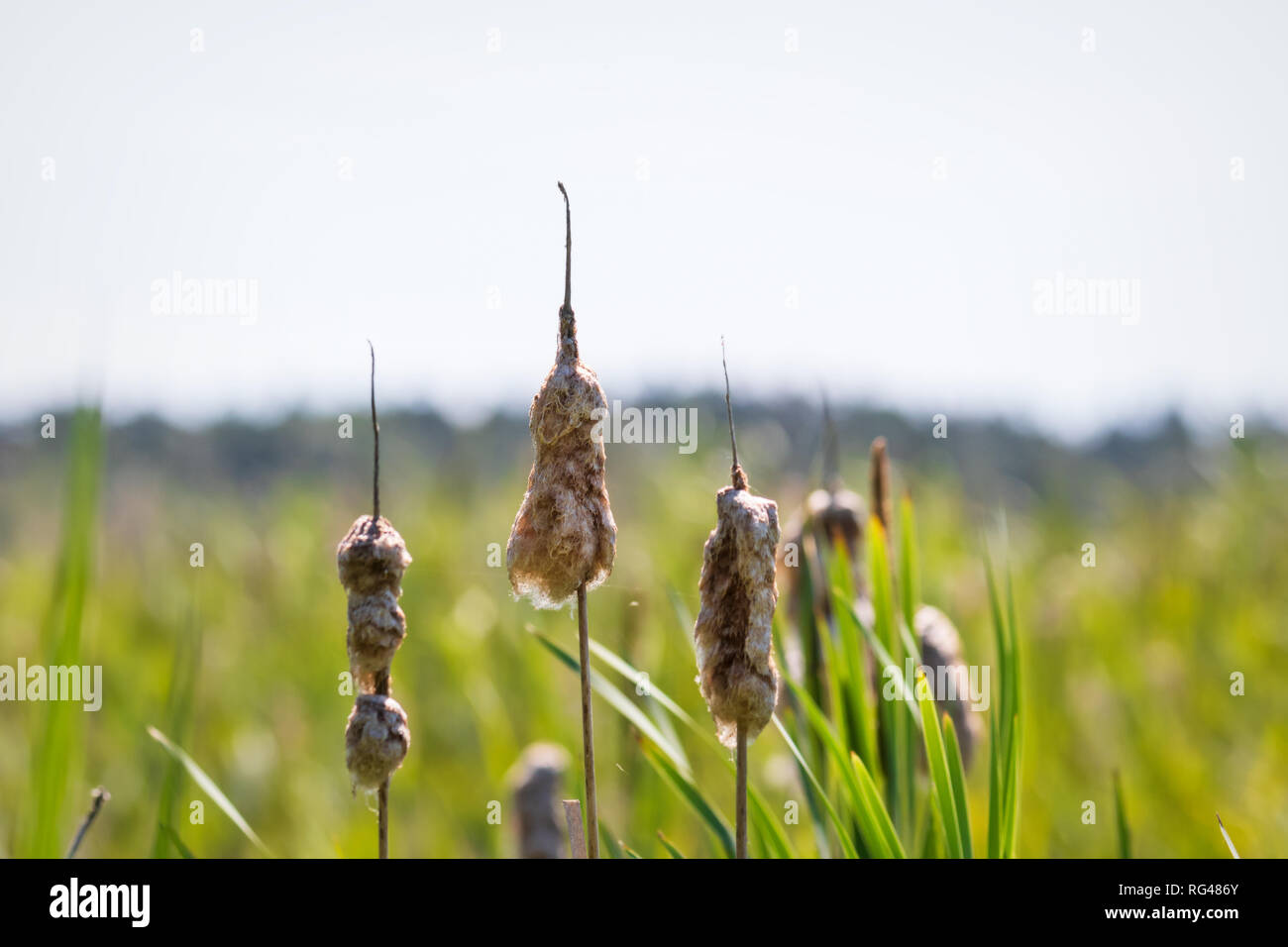 bulrush - reed mace in early spring in stockholm Stock Photo - Alamy