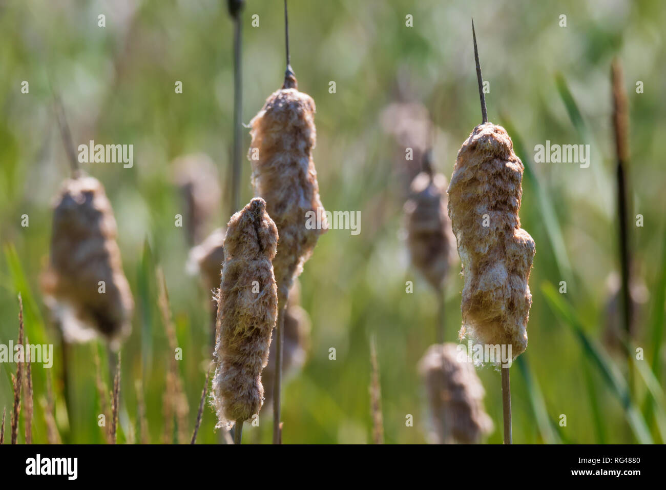 Bulrush flower hi-res stock photography and images - Alamy