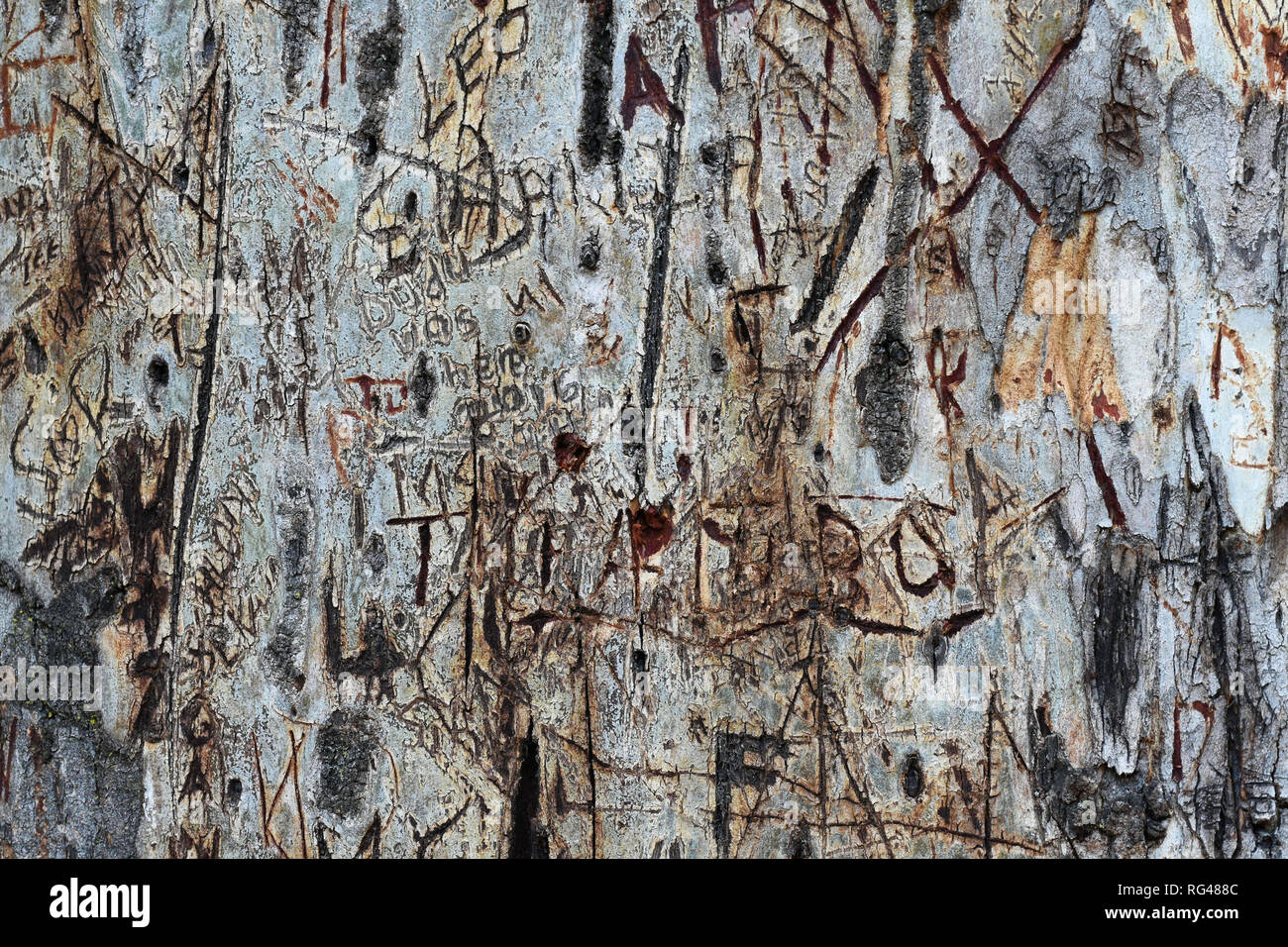 Cut Carved Graffiti On The Bark Of A Blue Gum Tree Stock Photo - Alamy