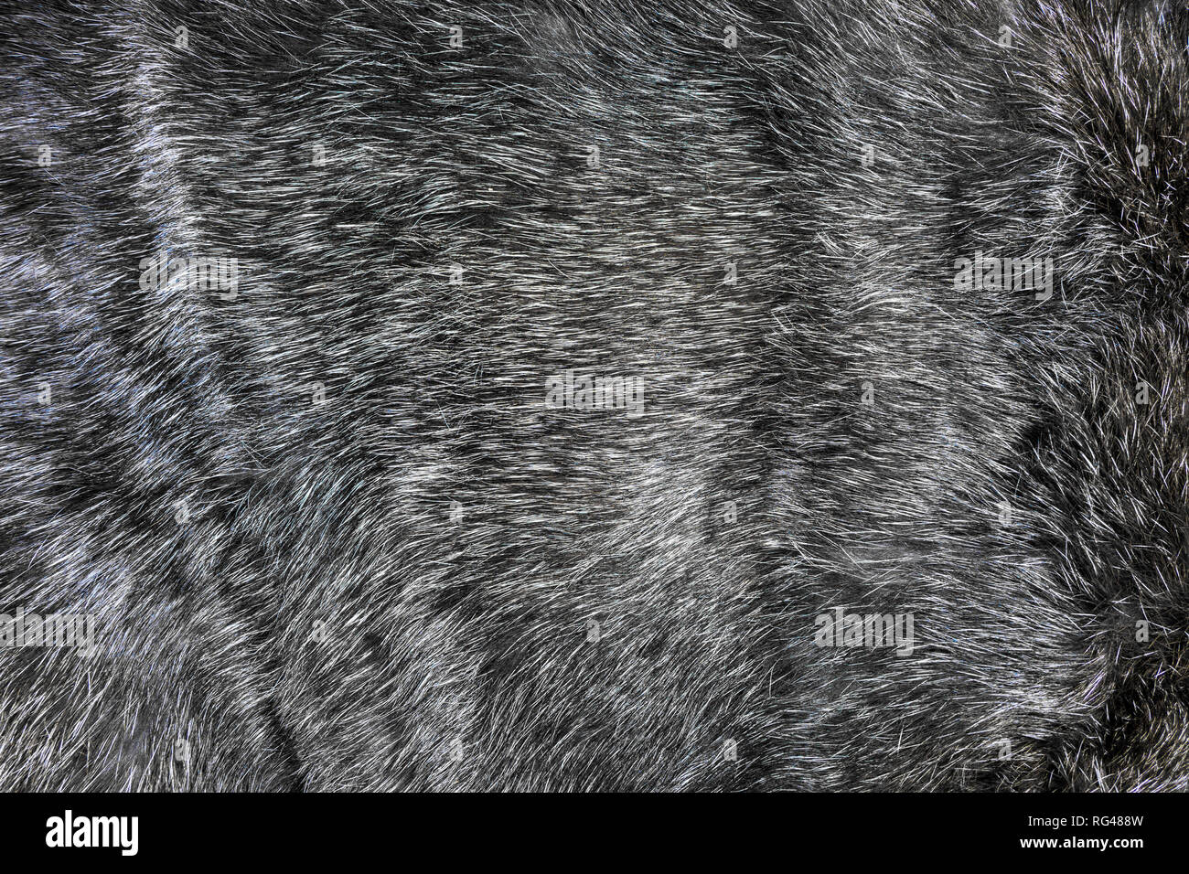 natural texture of gray long hair fur for background Stock Photo - Alamy