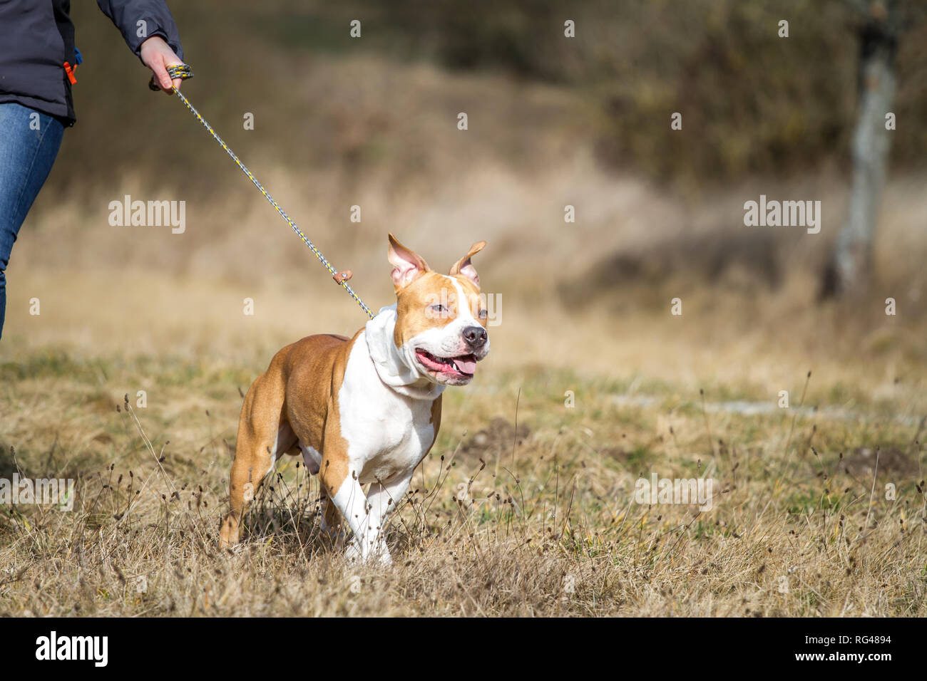 Dog pulling owner leash hi-res stock photography and images - Alamy