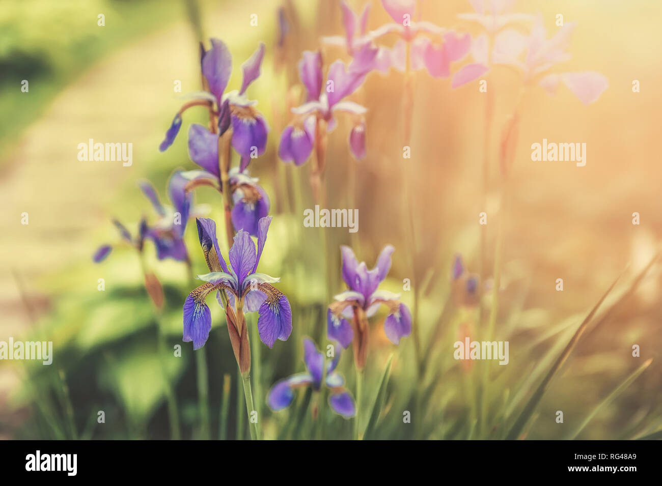 Blue flowers of iris marsh in the garden. Sunny day, blurred background ...