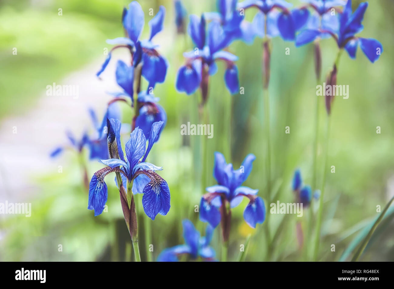 Blue flowers of iris marsh in the garden. Sunny day, blurred background ...