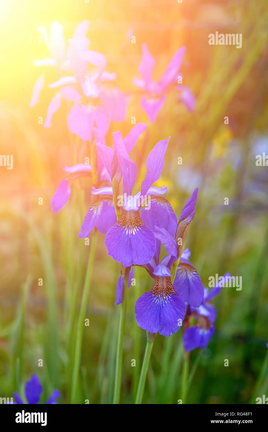 Blue flowers of iris marsh in the garden. Sunny day, blurred background ...