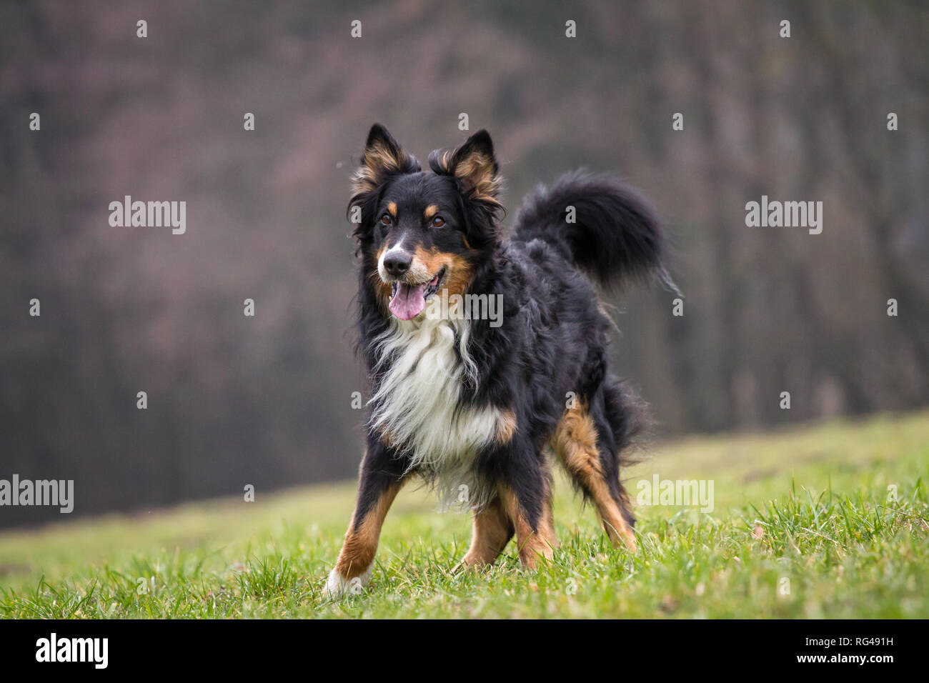 Old male tricolor Australian Shepherd dog Stock Photo - Alamy