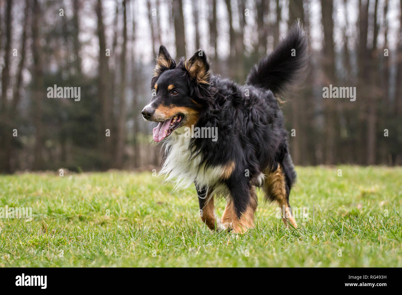 Old male tricolor Australian Shepherd dog Stock Photo - Alamy