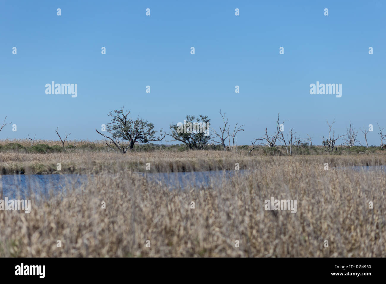 Barren trees surrounded by tall grass deep in bayou country with clear ...
