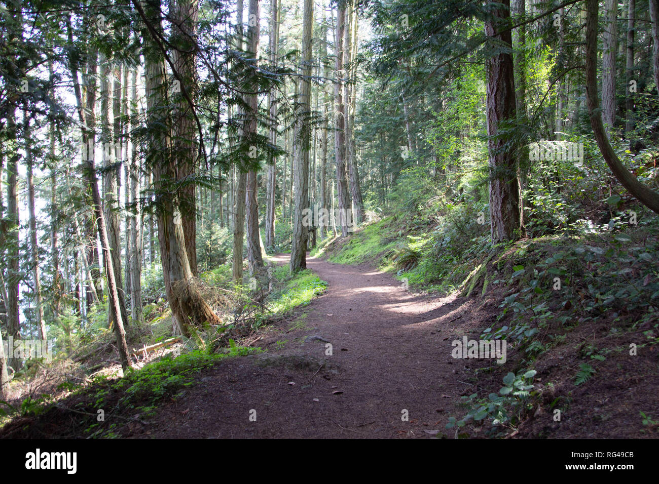 Walking Path With Canopy of Trees Stock Photo - Alamy