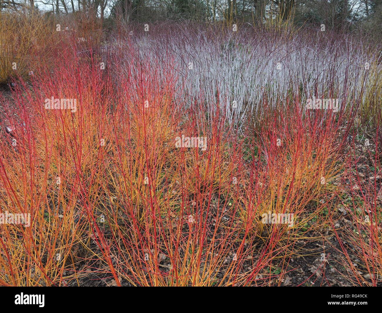 Cornus stems red yellow hi-res stock photography and images - Alamy