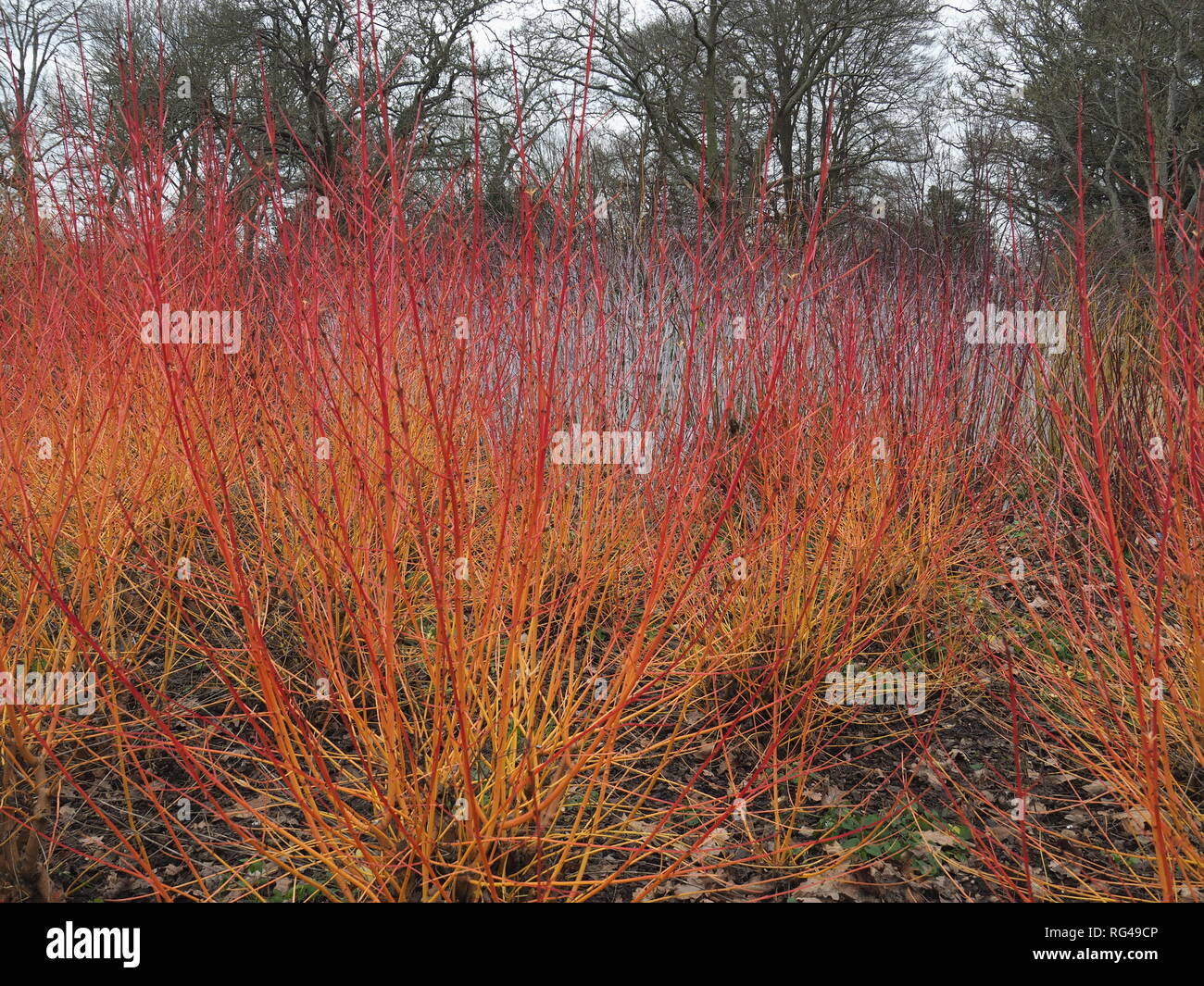 Cornus in winter Stock Photo - Alamy