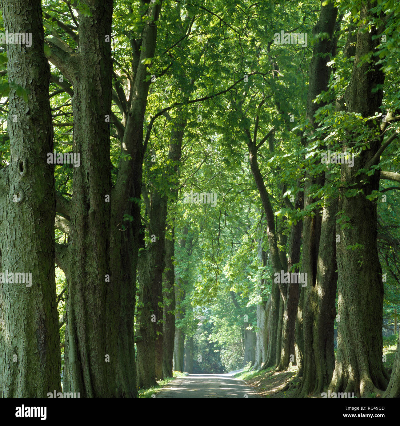 Mature beech trees hi-res stock photography and images - Alamy