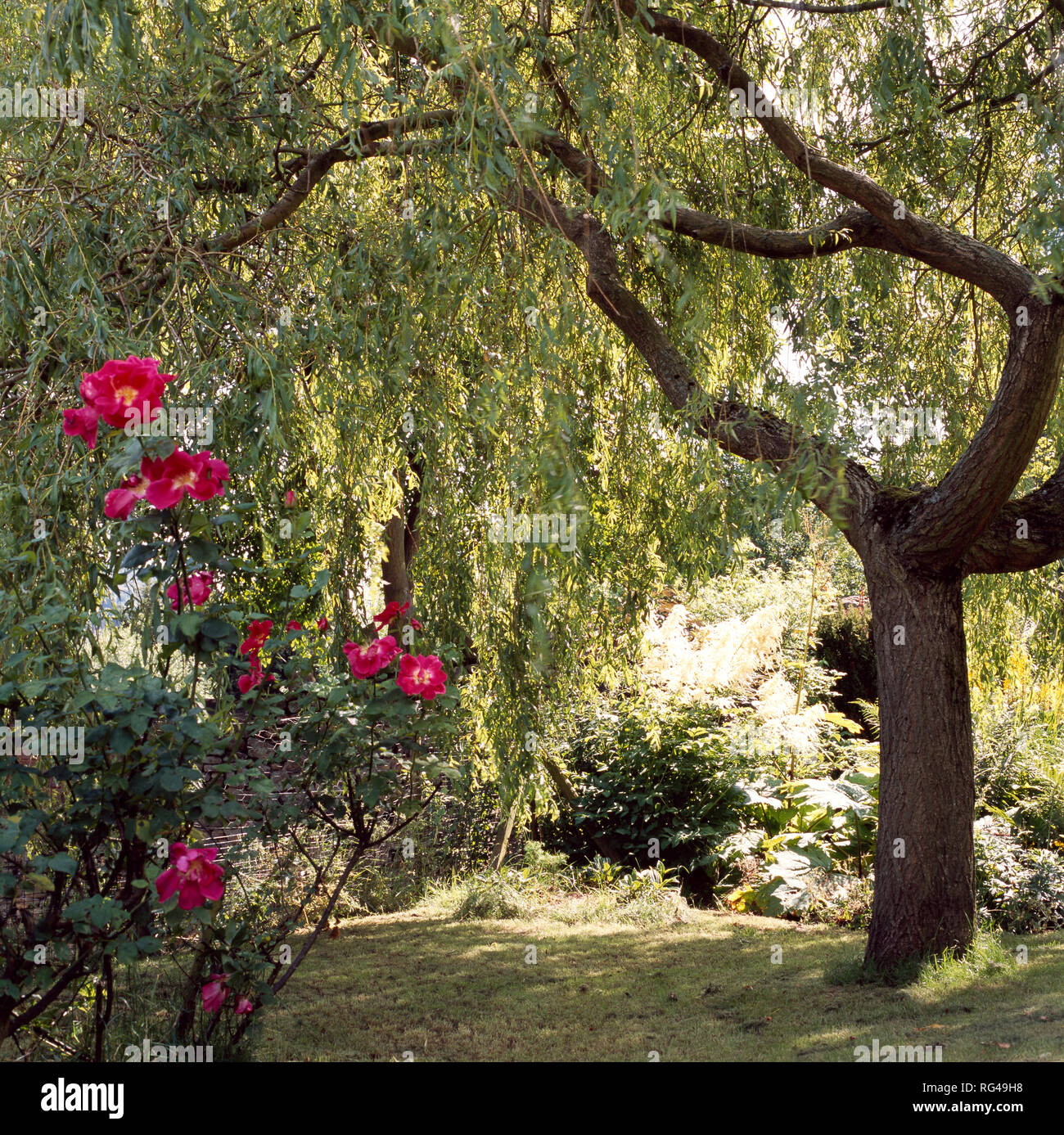 Weeping roses hi-res stock photography and images - Alamy