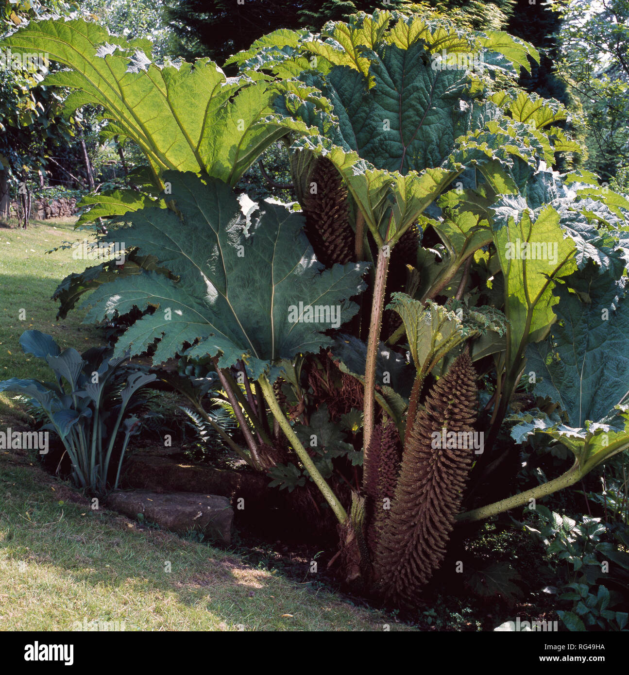 Close-up of Gunnera Manicata in a garden border Stock Photo - Alamy