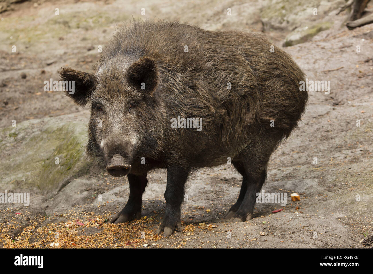 Wild boar (Sus scrofa), also known as the wild swine or Eurasian wild ...