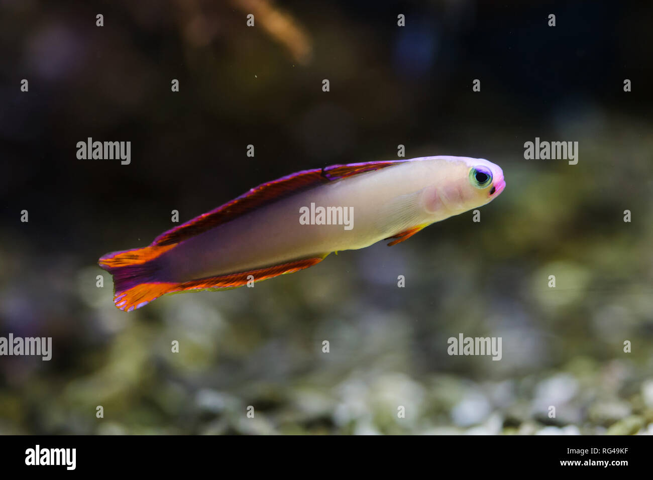 Elegant firefish (Nemateleotris decora), also known as the purple ...