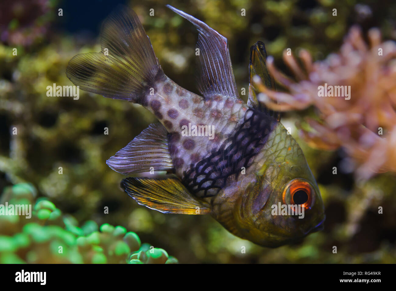 Pajama cardinalfish (Sphaeramia nematoptera), also known as the spotted ...