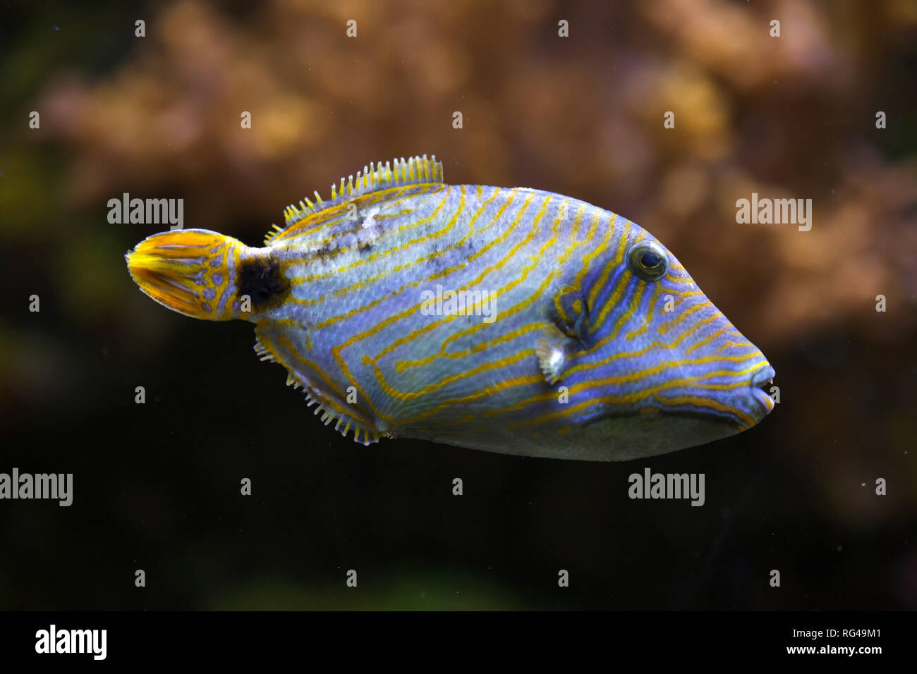 Orange-lined triggerfish (Balistapus undulatus). Tropical fish Stock ...