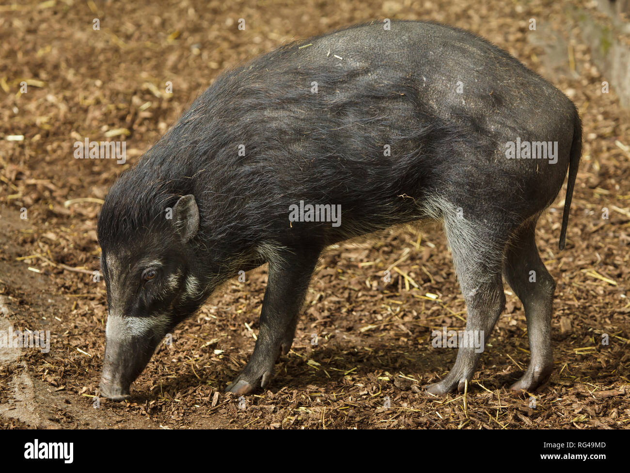 Philippine warty pig hi-res stock photography and images - Alamy