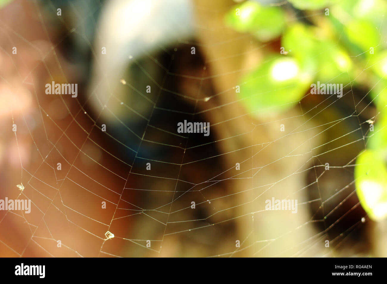 spider net in rural Stock Photo - Alamy