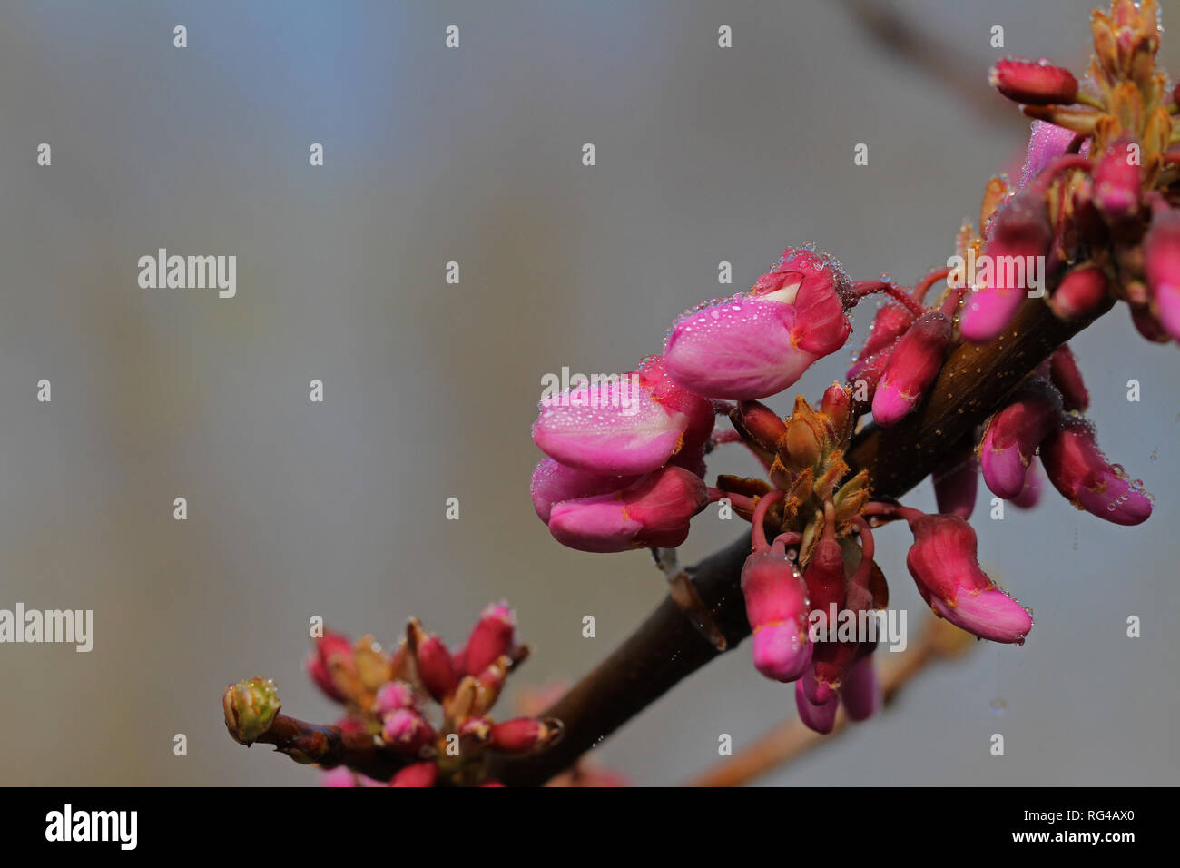 Judas tree flowers Latin circis siliquastrum with dew drops and purple ...