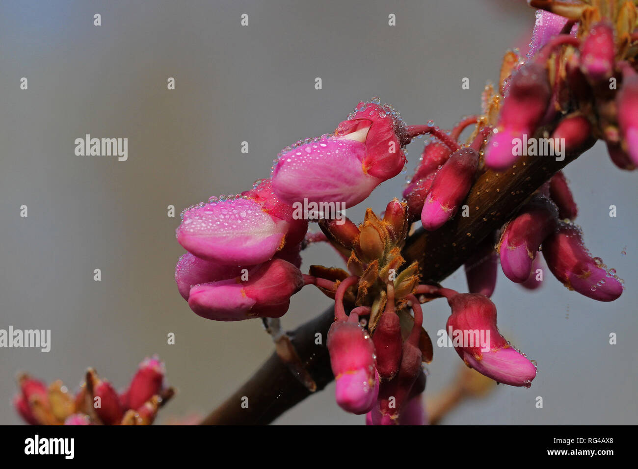 Judas tree flowers Latin circis siliquastrum with dew drops and purple ...