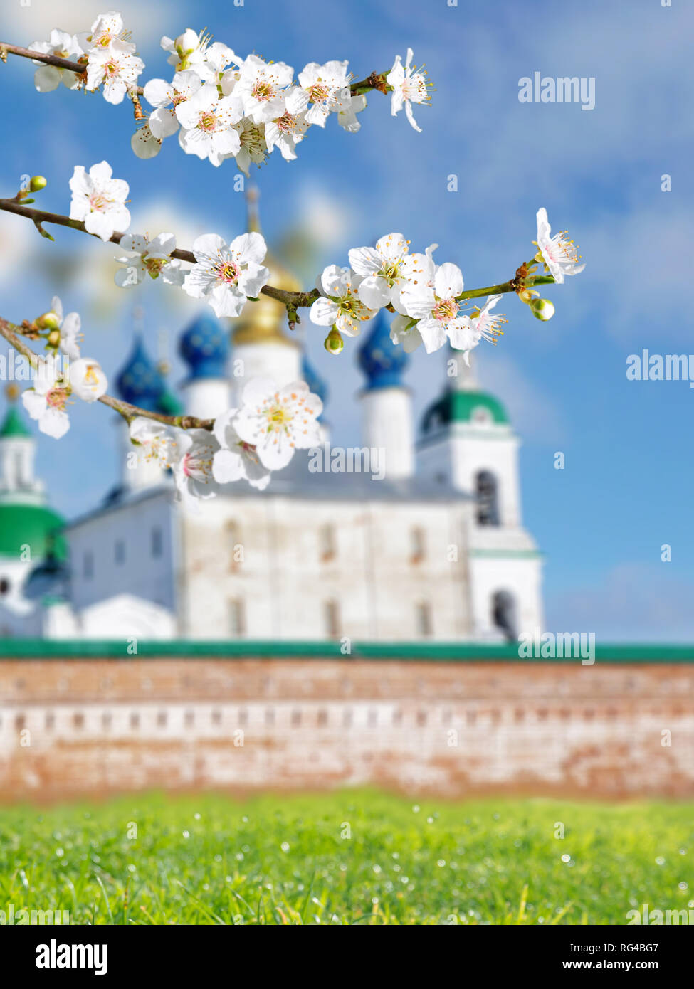 Spring blossom. Cherry tree branch with white flowers. Russian Orthodox ...
