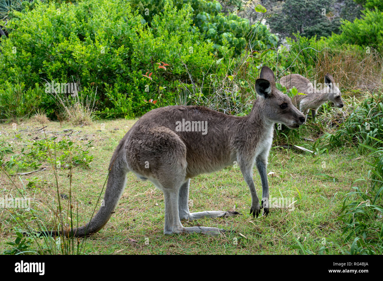 Kangaroos by North Gorge Walk, Point Lookout, North Stradbroke Island ...