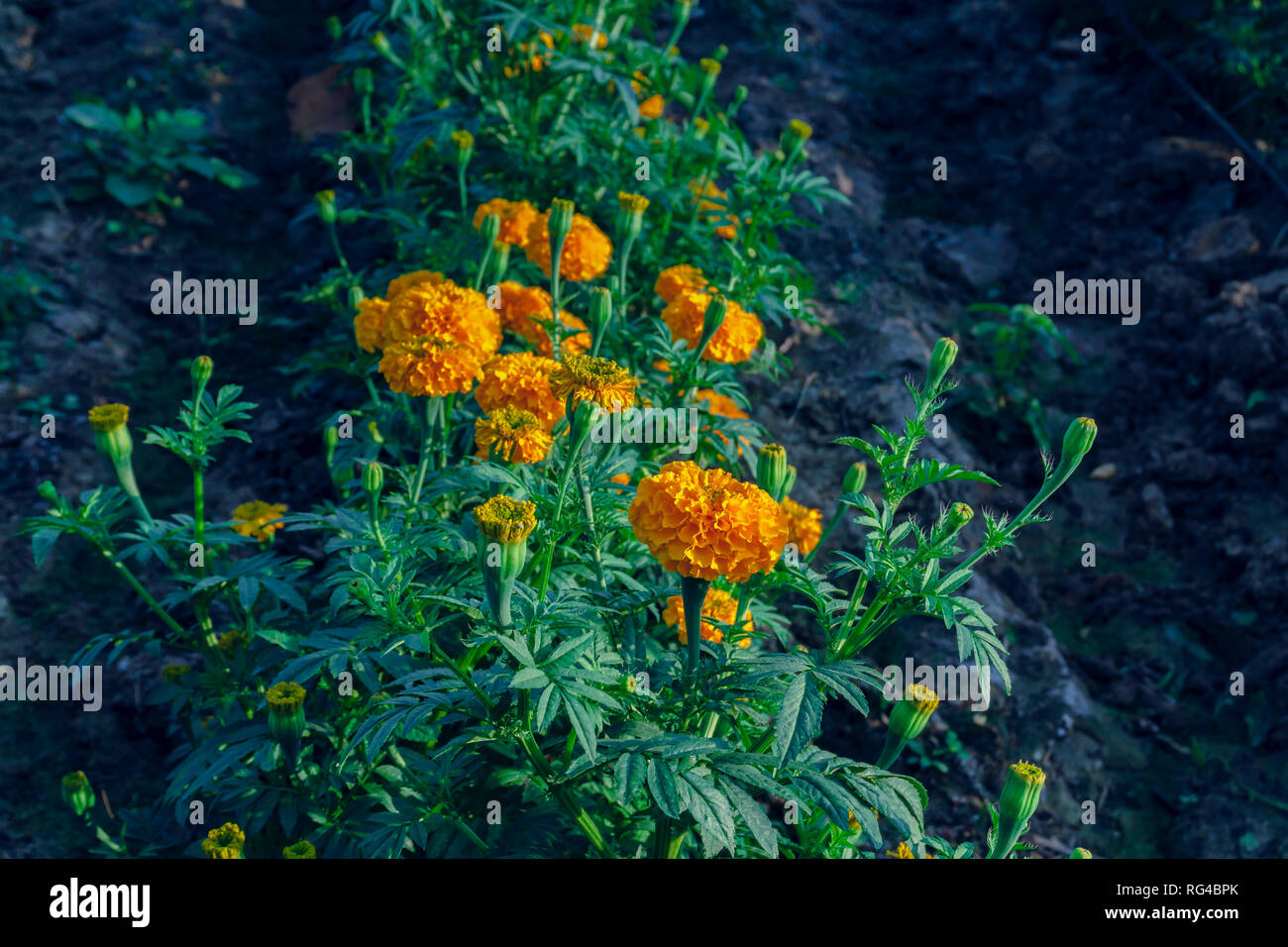 Marigold flowers in the full flowering area Stock Photo - Alamy