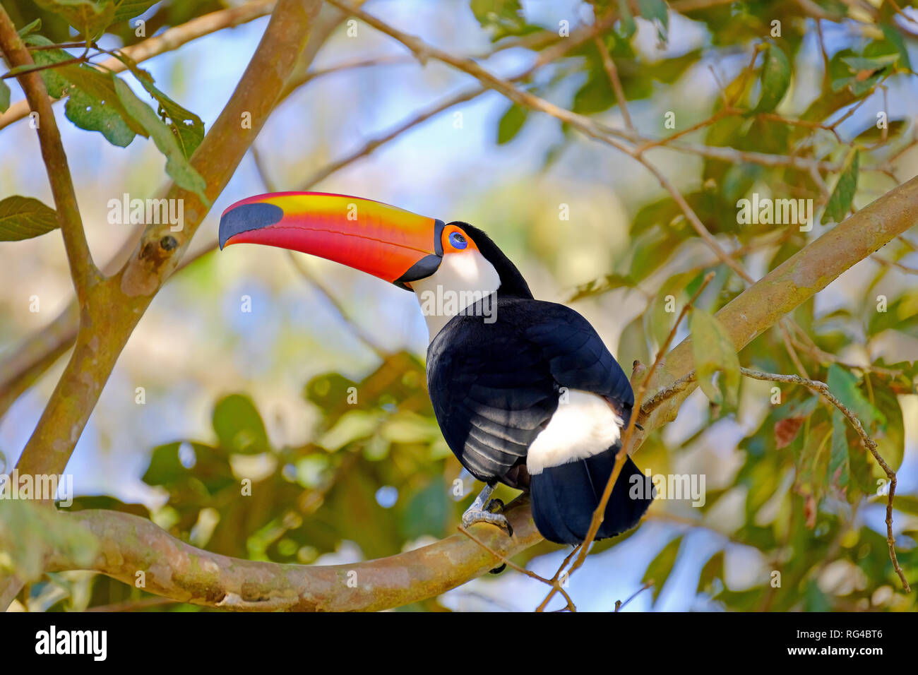 Toco Toucan, Ramphastos Toco, also known as Common Toucan, Giant Toucan ...