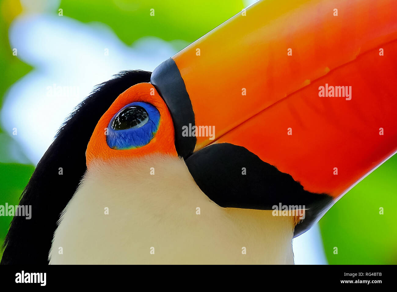 Giant toucan hi-res stock photography and images - Alamy