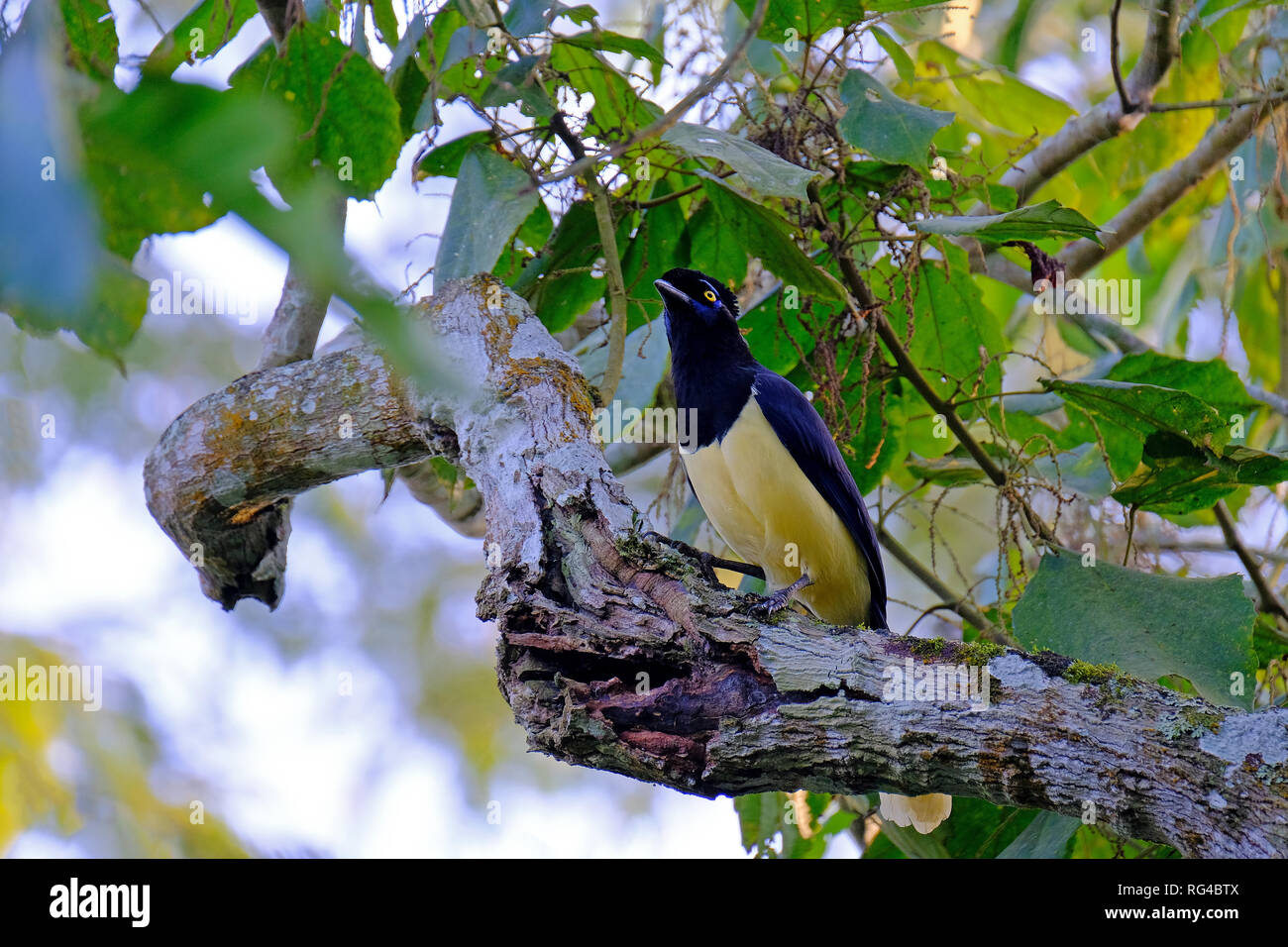 Plush-crested Jay, Cyanocorax chrysops, a yellow and black colored jay ...