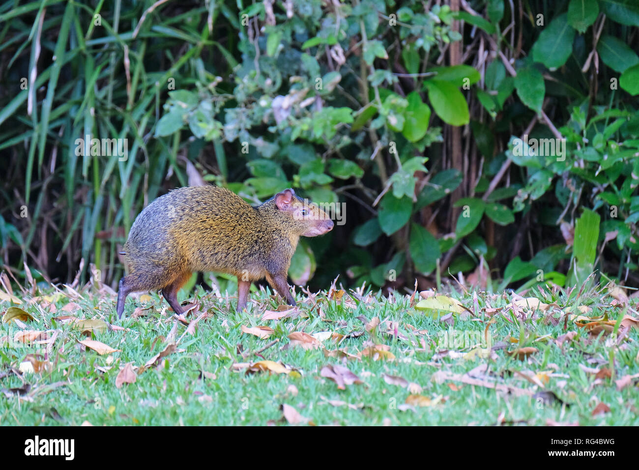 Aguti hi-res stock photography and images - Alamy