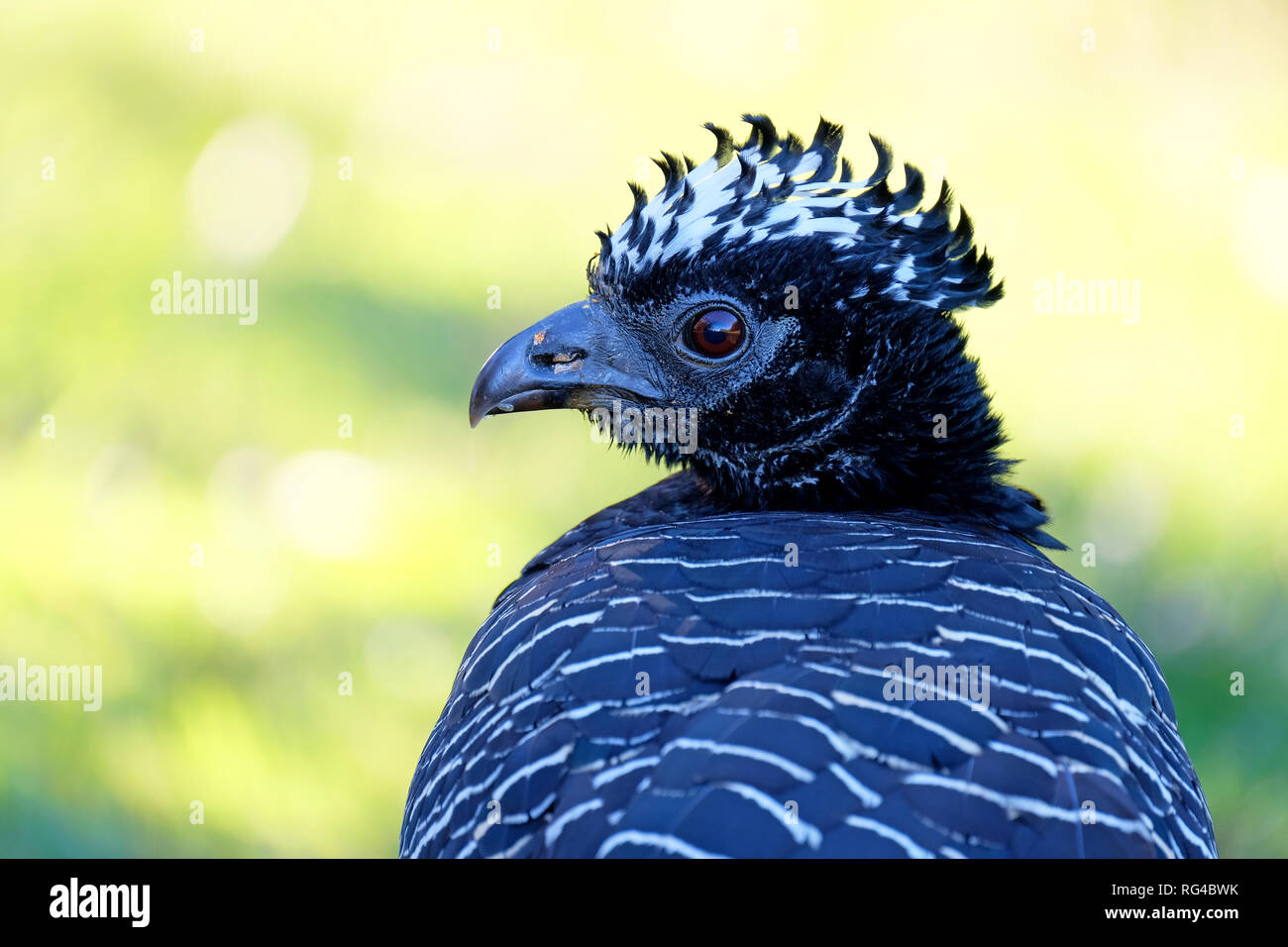 Female Bare-faced Curassow, Crax Fasciolata, is a species of bird in ...