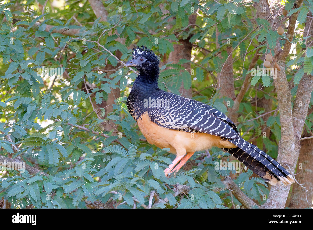 Female Bare-faced Curassow, Crax Fasciolata, is a species of bird in ...