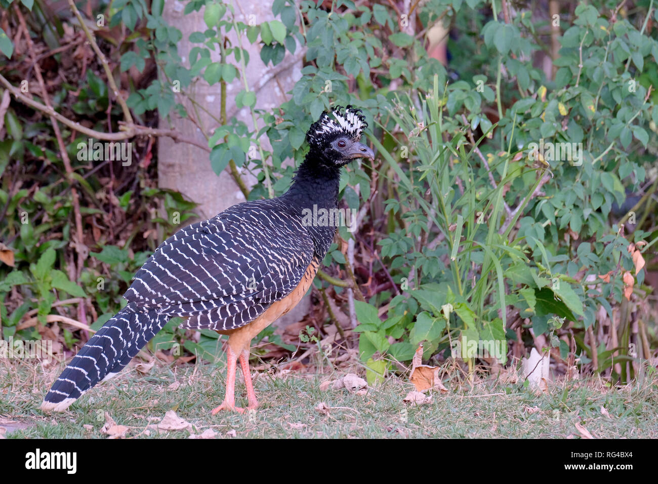 Female Bare-faced Curassow, Crax Fasciolata, is a species of bird in ...