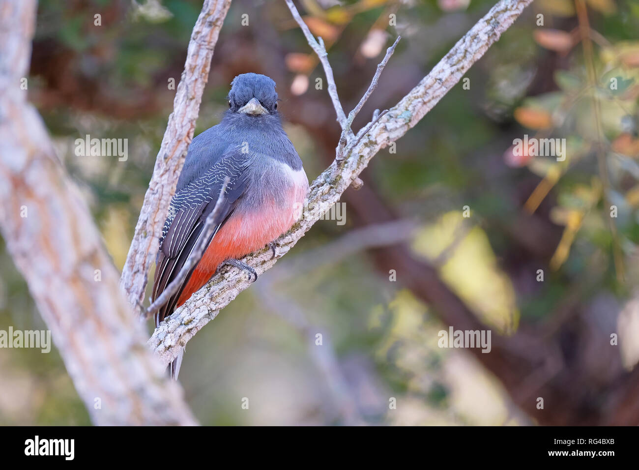 Blue-crowned Trogon, Trogon Curucui, bird in family Trogonidae, Buraco ...