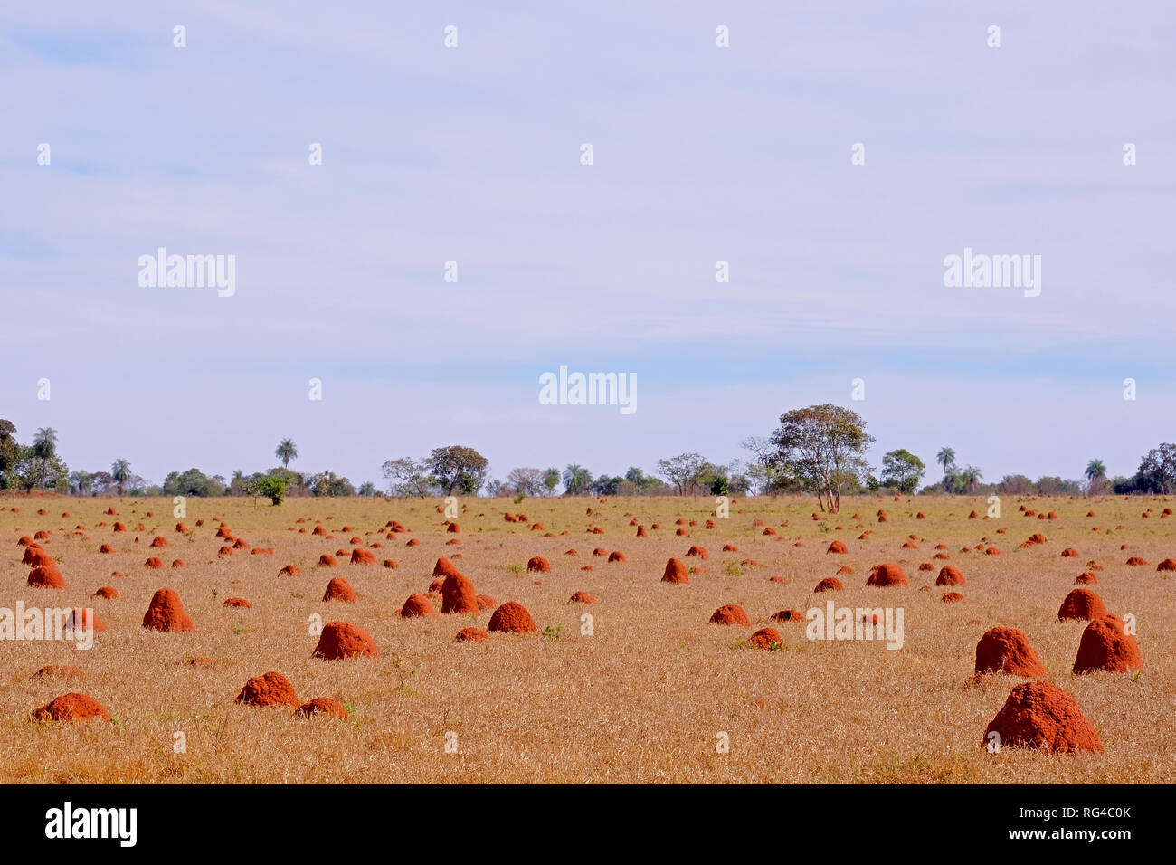Beautiful termite mounds on dry grassy agricultural field, Bonito, Mato ...