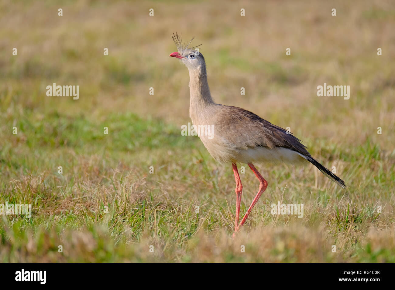 Red-legged Seriema or Crested Cariama, Cariama Cristata, bird in ...