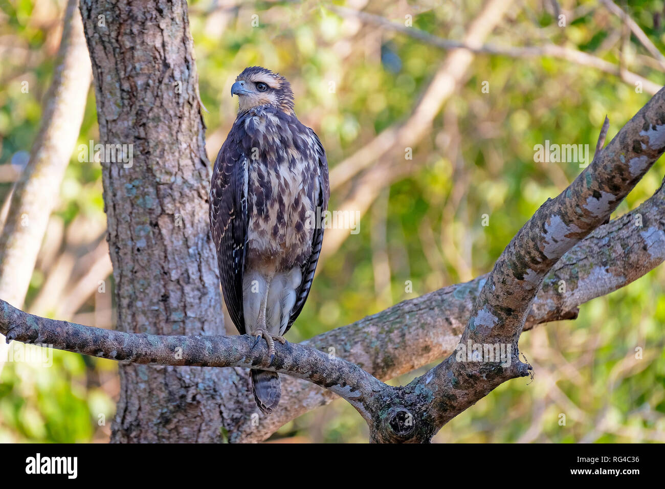Immature Great Black Hawk, Buteogallus Urubitinga, bird of prey ...