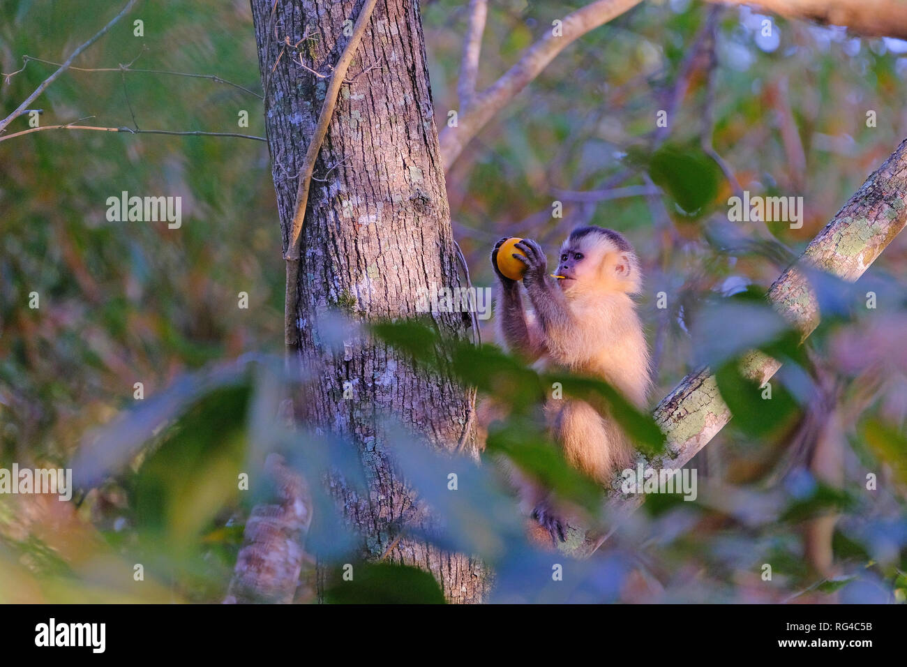 Azaras's Capuchin or Hooded Capuchin, Sapajus Cay, Simia Apella or ...
