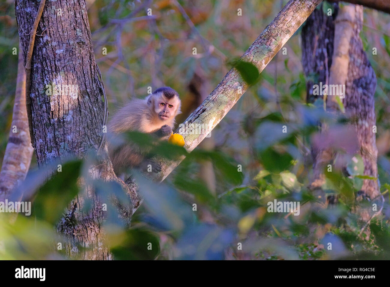 Azaras's Capuchin or Hooded Capuchin, Sapajus Cay, Simia Apella or ...