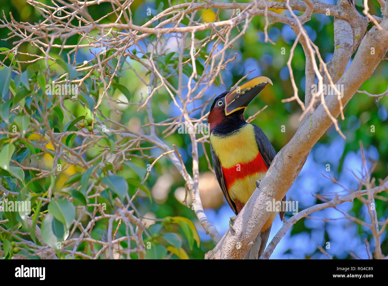 Chestnut-eared Aracari, Pteroglossus Castanotis, bird of the toucan ...