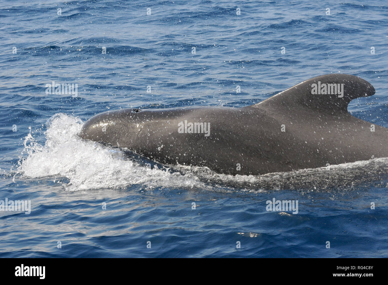 short-finned pilot whale, Kurzflossen-Grindwal oder Indische Grindwal ...