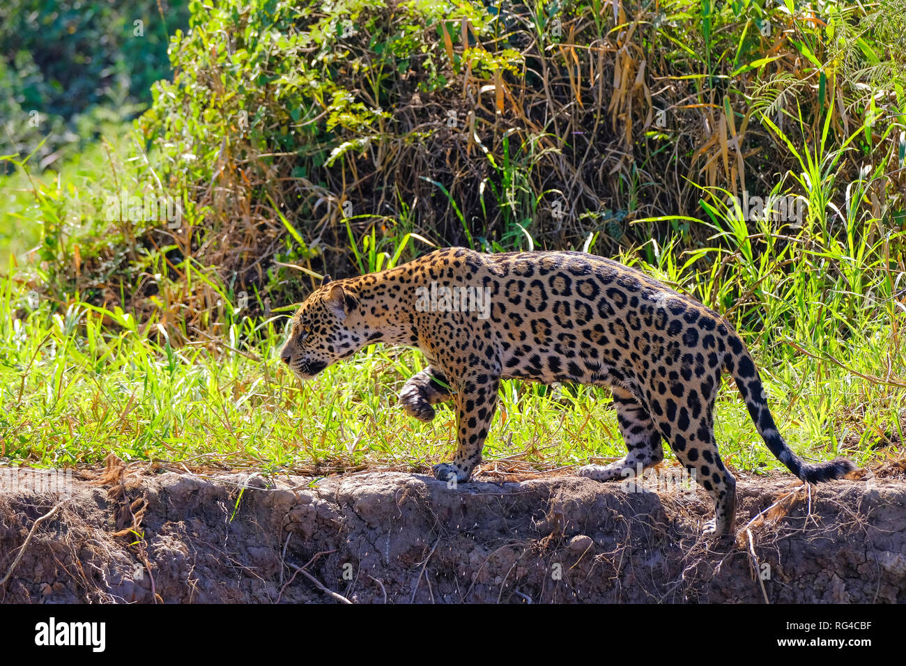 Panthera onca hunt hi-res stock photography and images - Alamy