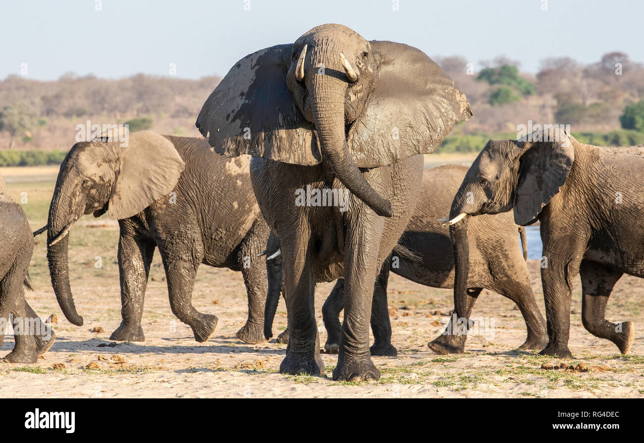 Matriarch african elephants hi-res stock photography and images - Alamy