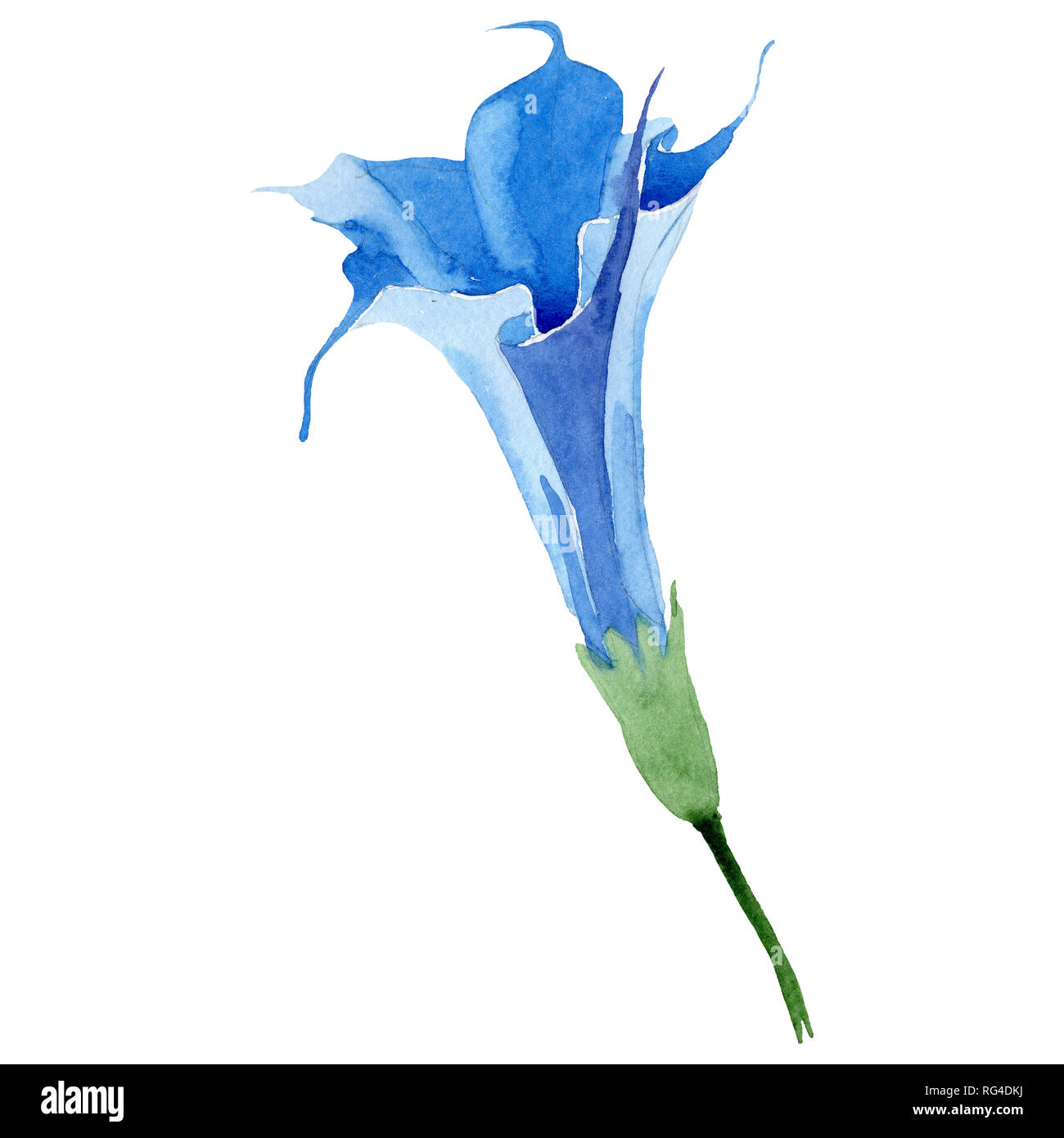 Blue brugmansia floral botanical flower. Watercolor background set ...